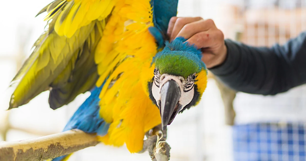 Bird Law - Keep The Birds Flying