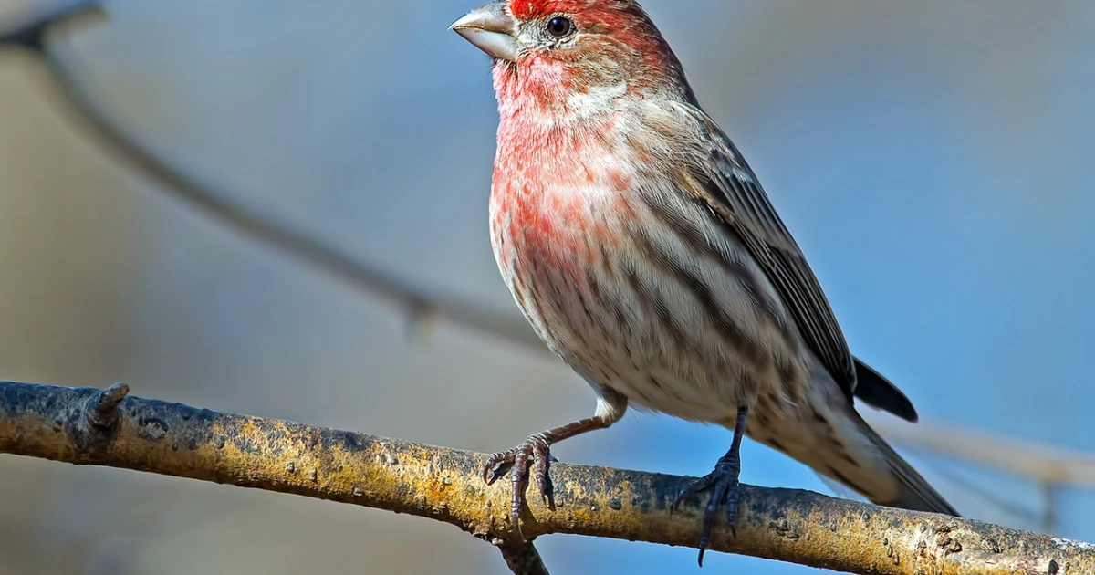 Bird Law - Protecting Avian Species And Ecosystems